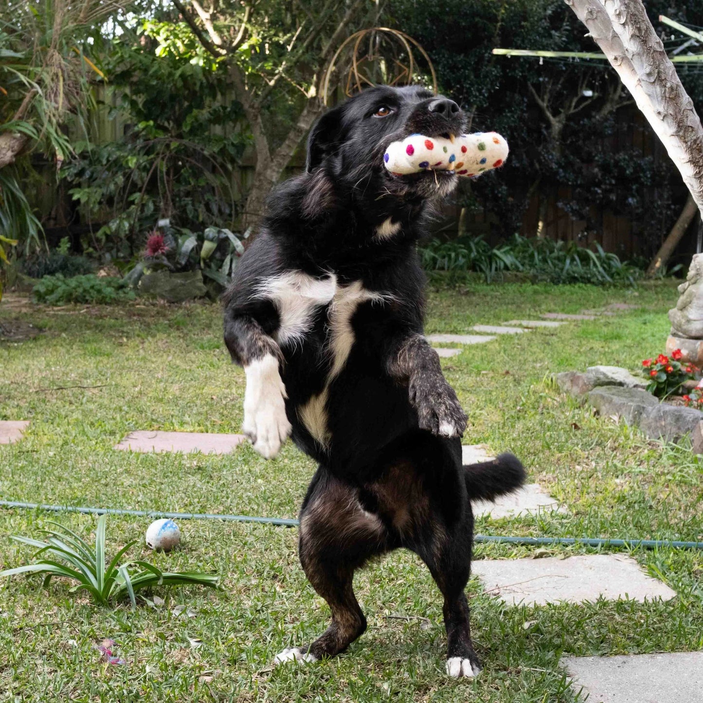 Eco Max Chew & Play Small Wool Toy, Please Select Your Pattern – Health Nuts Australia